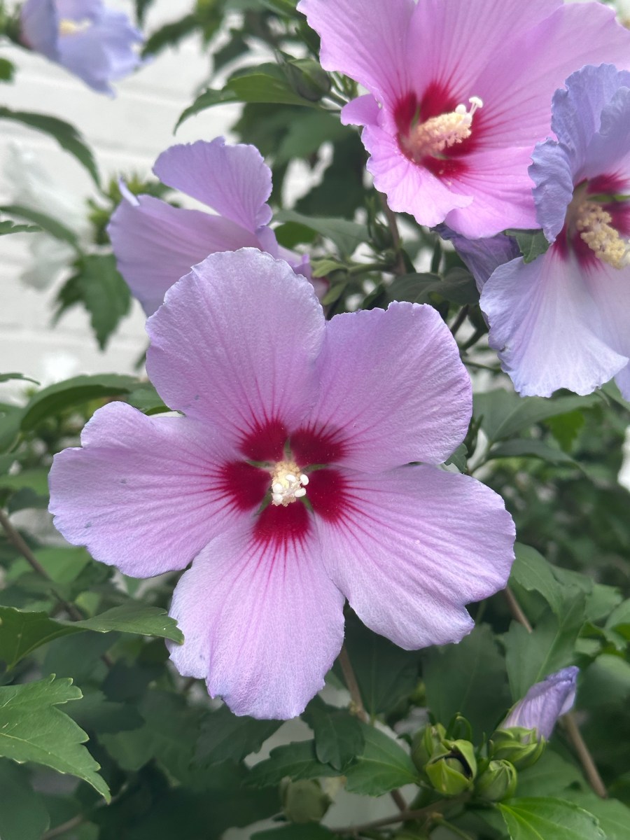 Rose of Sharon | TIGERE.CA